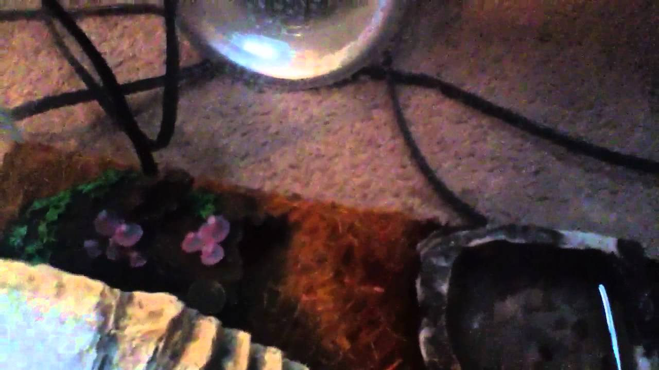 Tokay gecko setup - YouTube