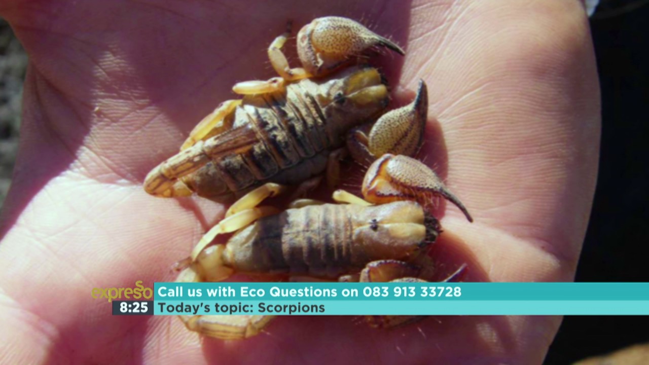 Scorpions of Southern Africa Part 2 - YouTube