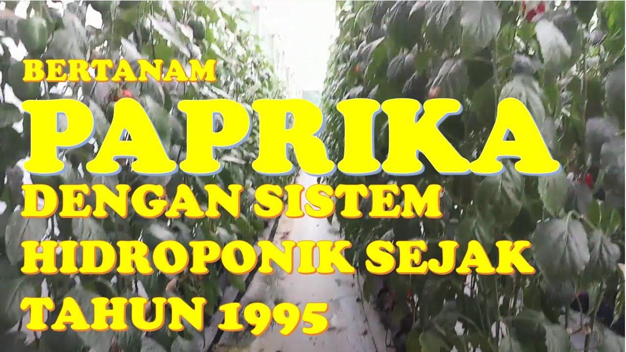 KEBUN PAPRIKA HIDROPONIK SEJAK TAHUN 1995 - YouTube