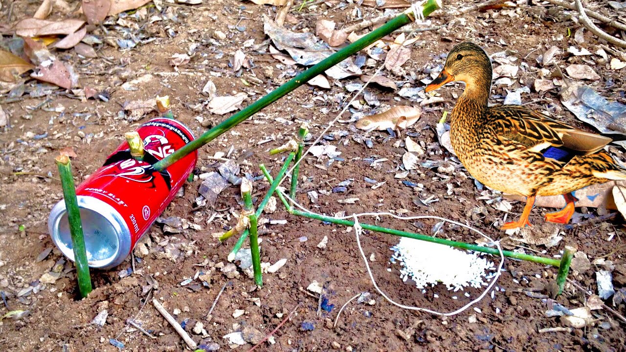 How to make easy duck trap using can - YouTube