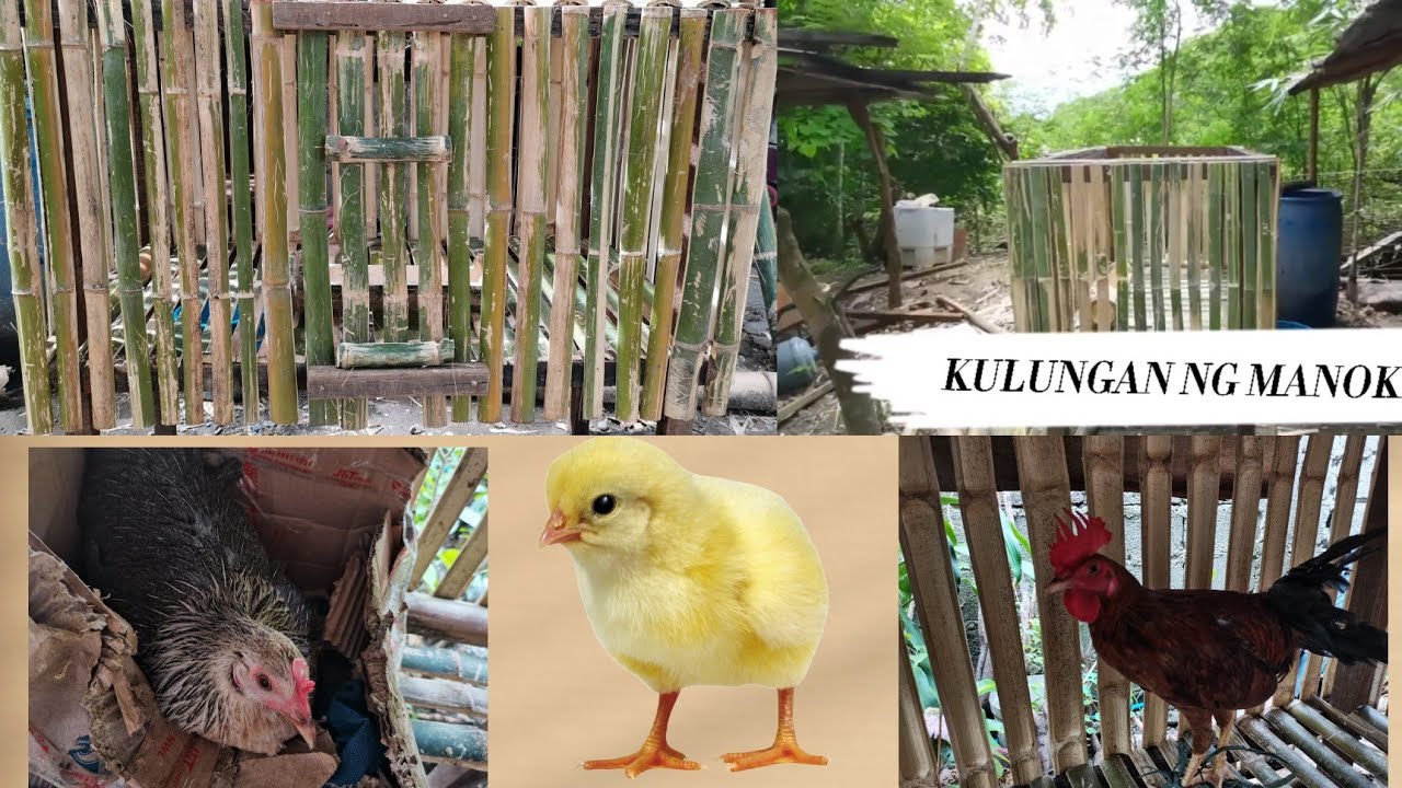 Paano Gumawa Ng Simpleng Kulungan Ng Alagang Manok - YouTube