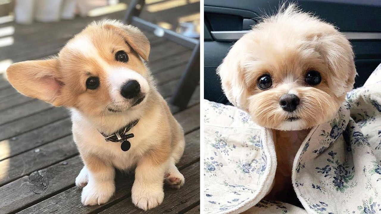 Cute Puppies Doing Funny Things 19 - YouTube