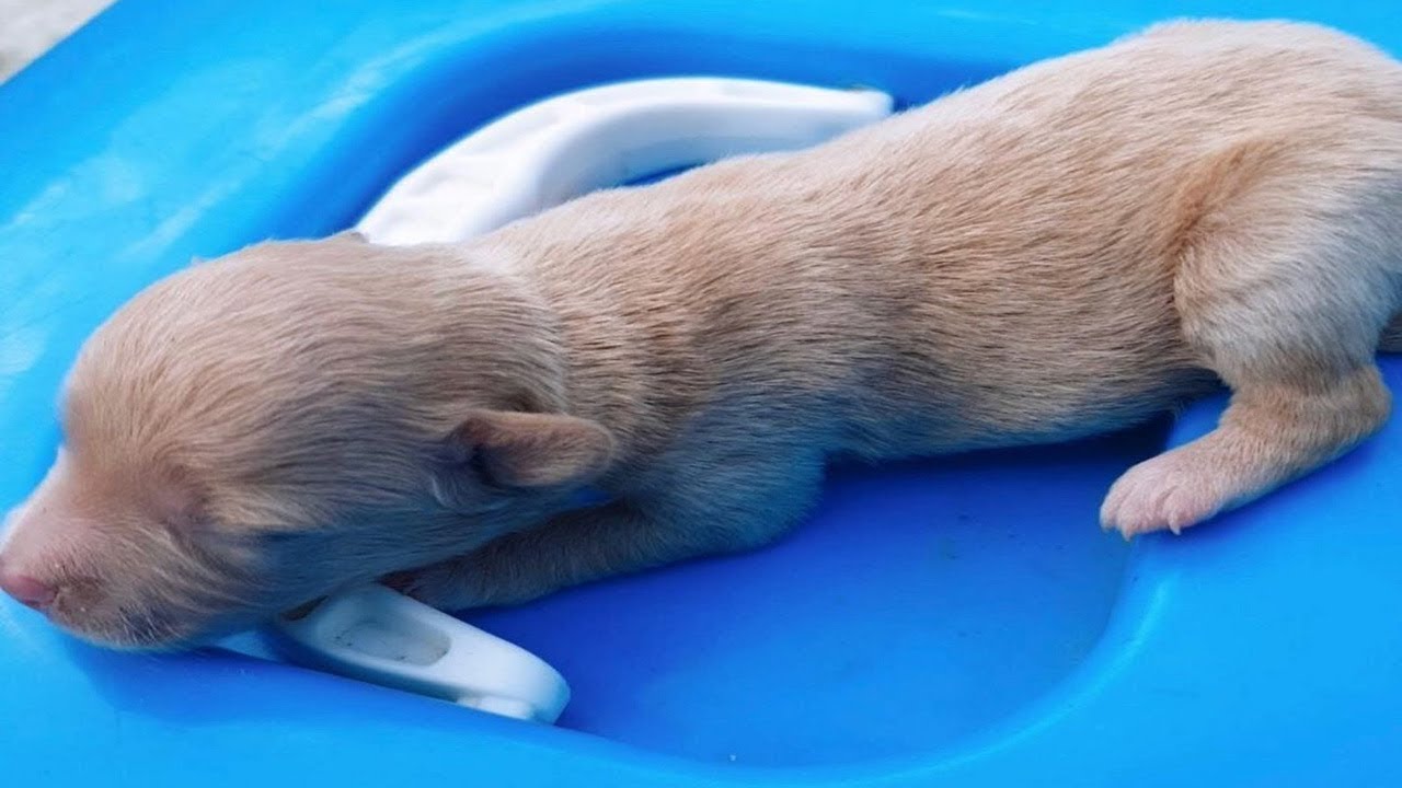 1 day old newborn Arang dog encountered great misfortune when abandoned ...