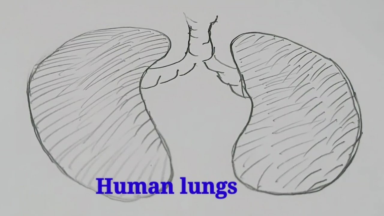 How to Draw Human Lungs | human lungs drawing - YouTube