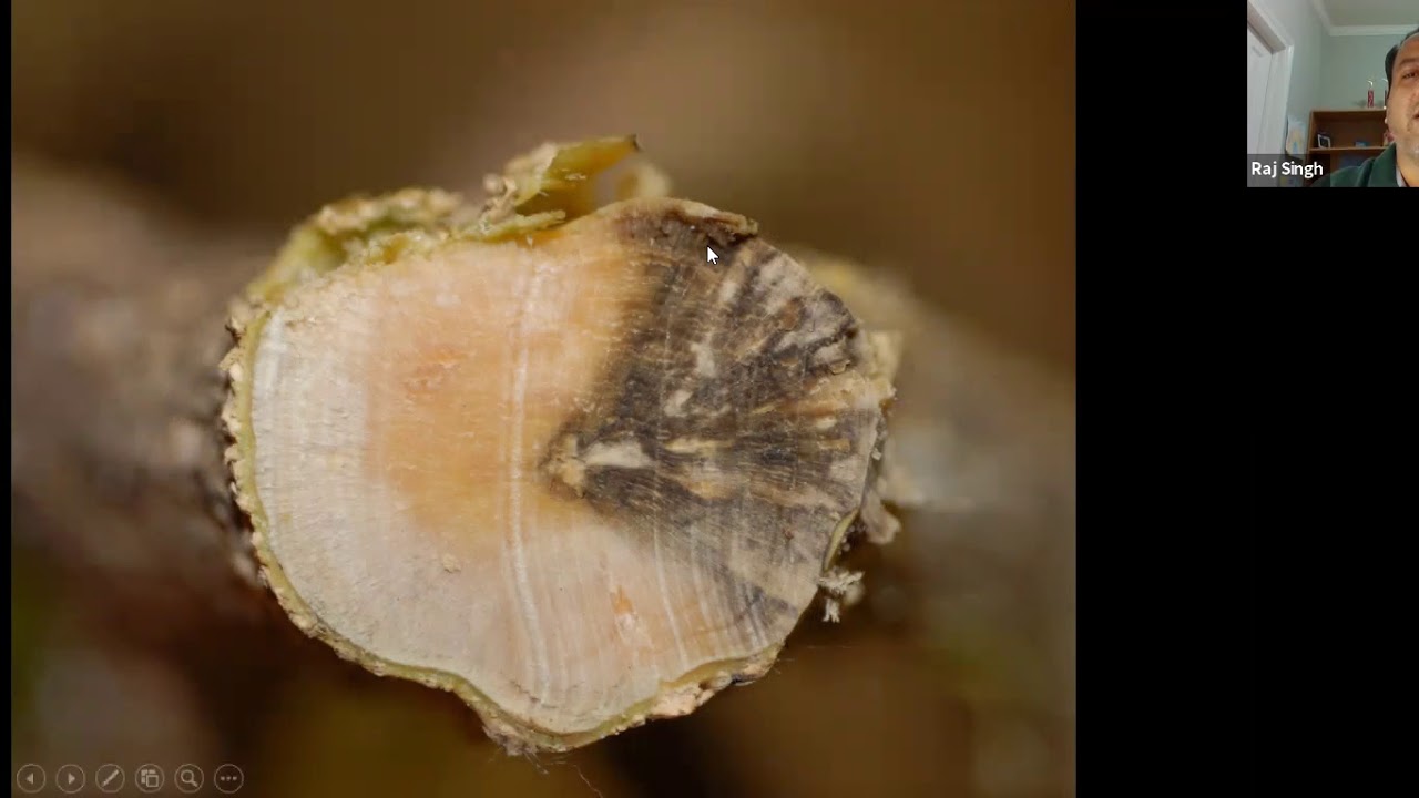 Boxwood Dieback - YouTube