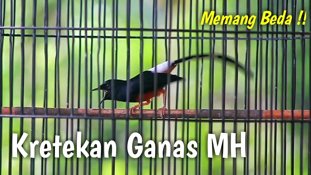 Kretekan Murai Batu Medan Hutan GANAS Bikin Murai Lain Emosi Naik D4rah ...