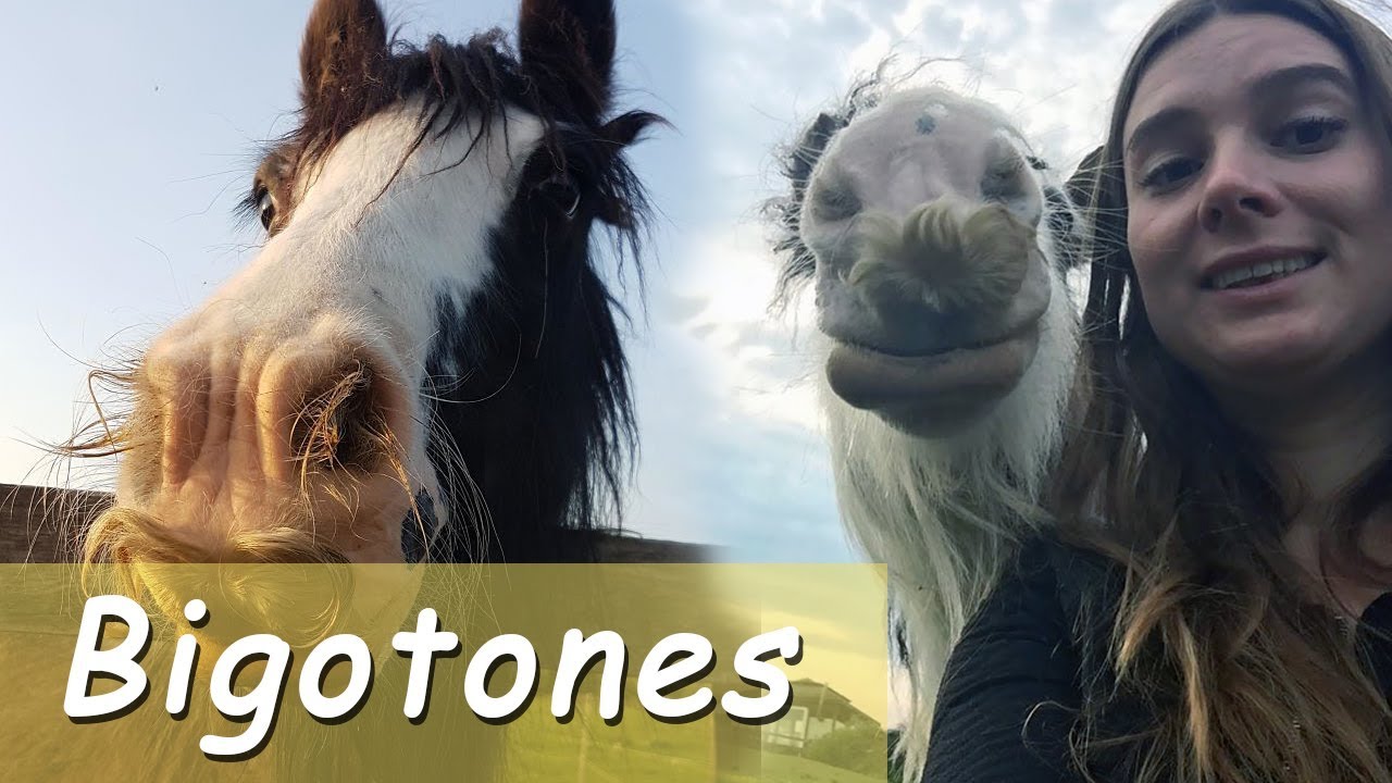 Increible! Conoce a los caballos bigotones| Seres Maravillosos | 52 ...