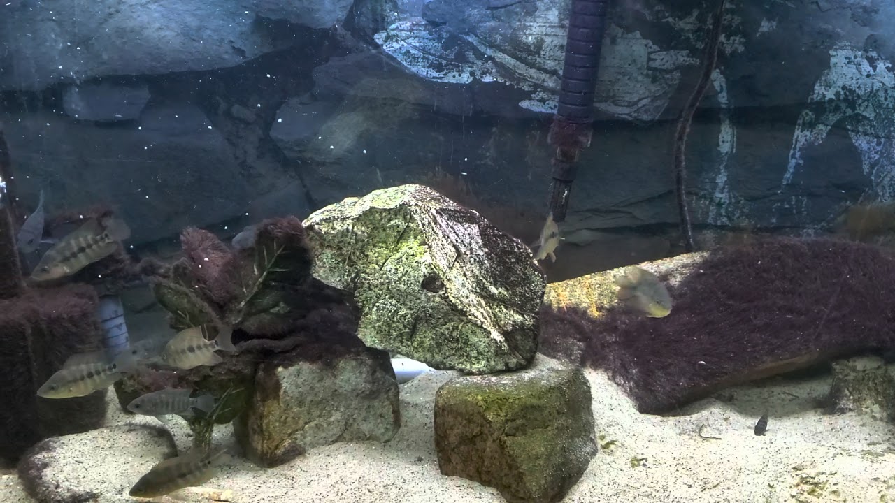 Amphilophus labiatus 'Lago Nicaragua' f1 from Rusty Wessel - YouTube