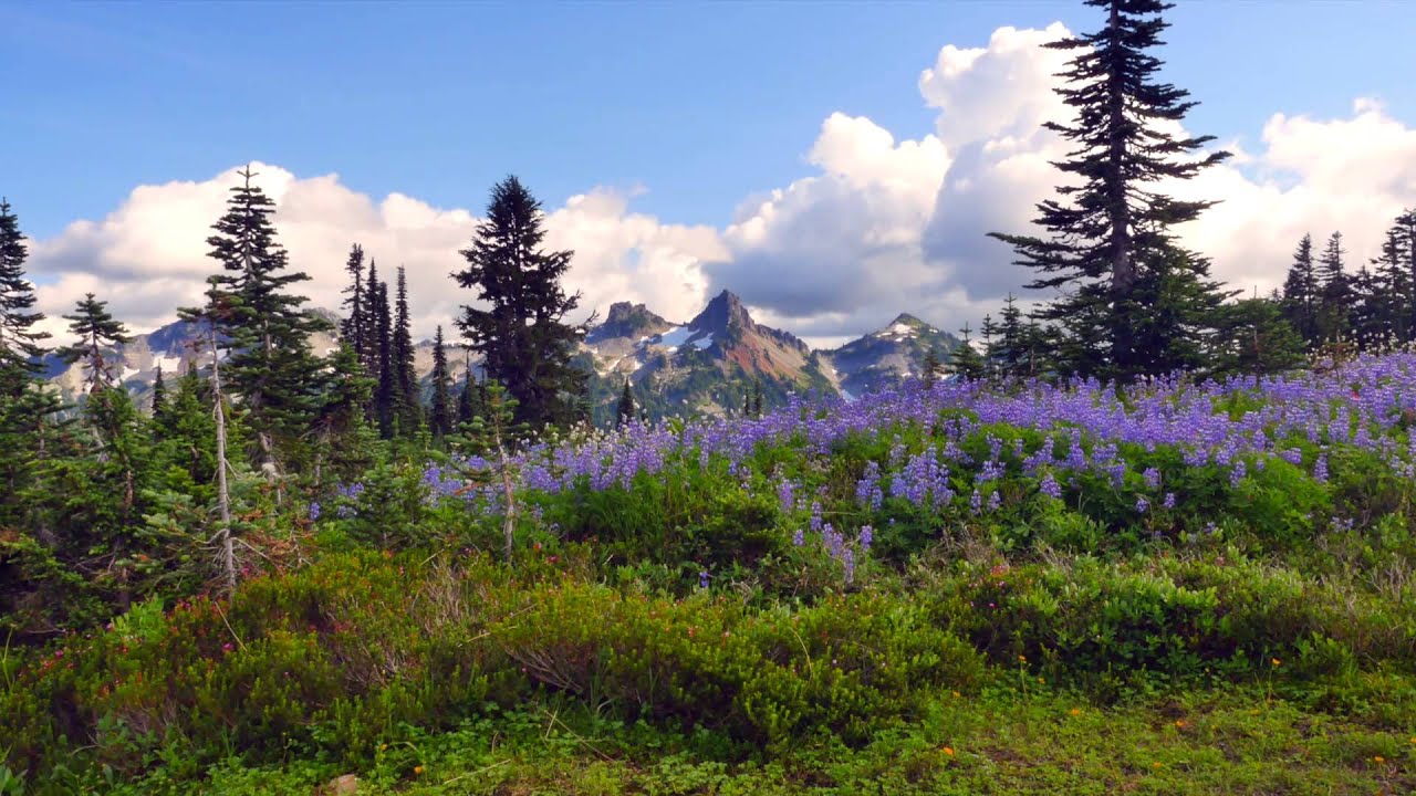 Paradise Meadows at Mt. Rainier - YouTube