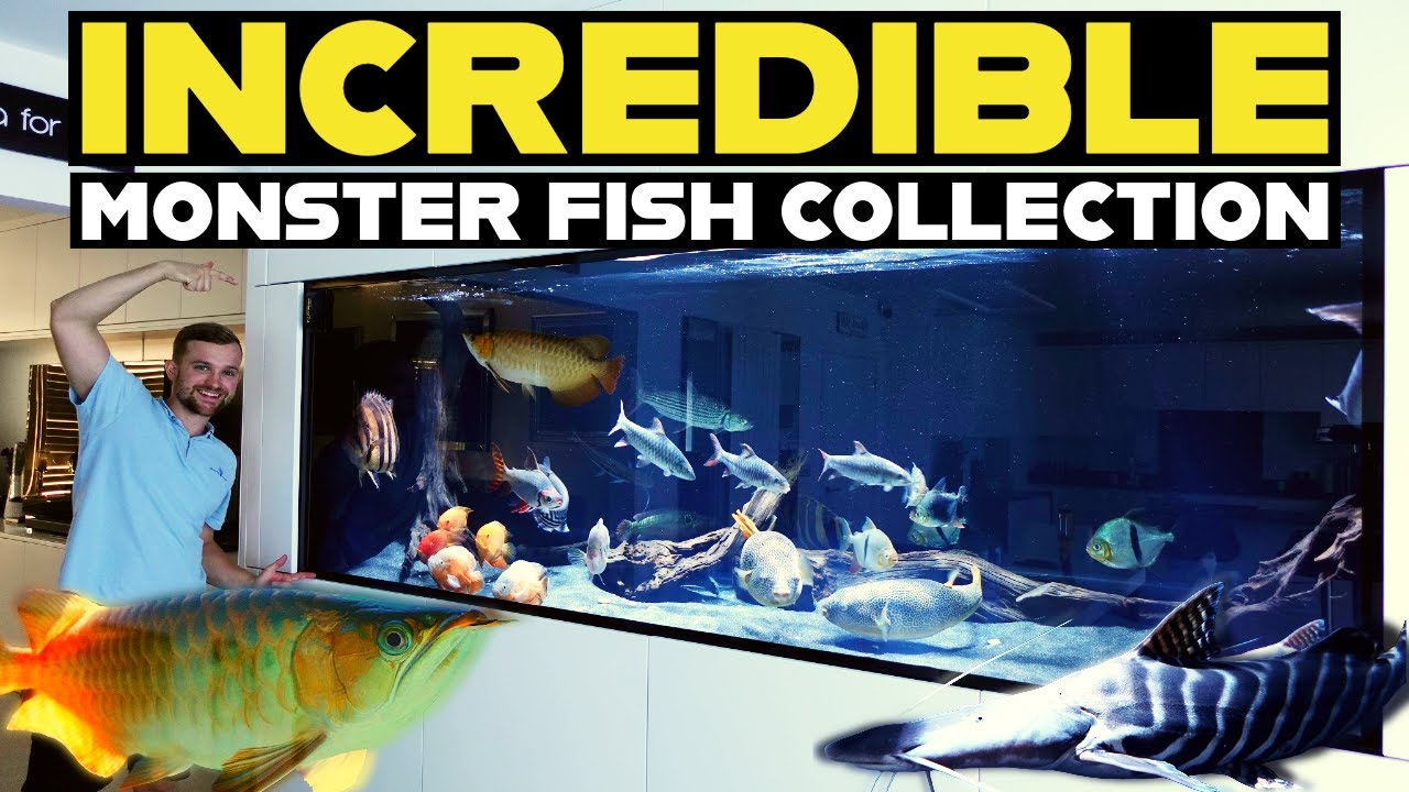 Monster Fish Tank Size