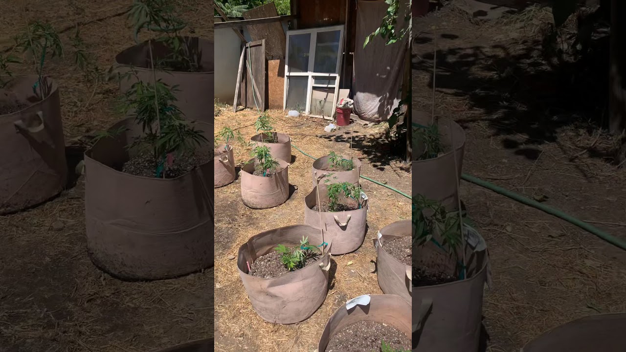 Outdoor Marijuana Grow Ca - YouTube