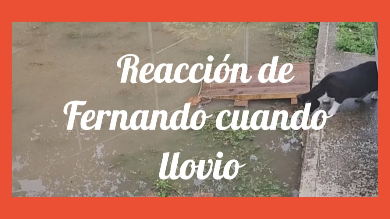 Reacción de mi gato Fernando al agua - YouTube