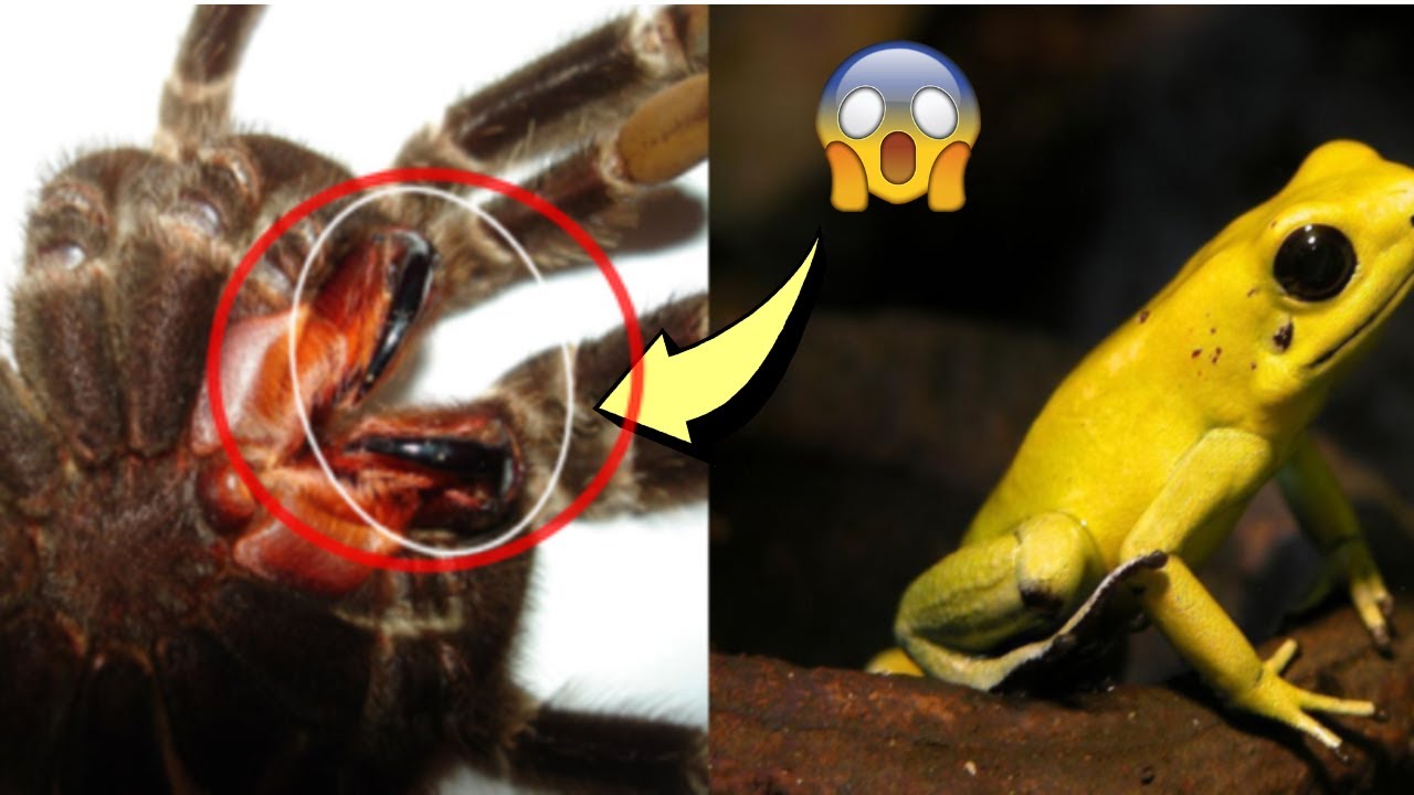 The 10 MOST venomous ANIMALS in the WORLD - YouTube