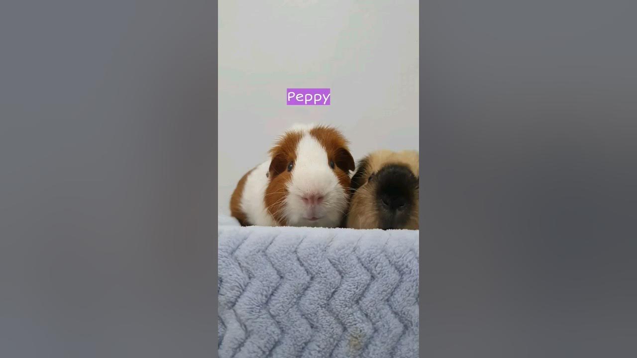 Hug hug gang - hughug a guinea pig - YouTube