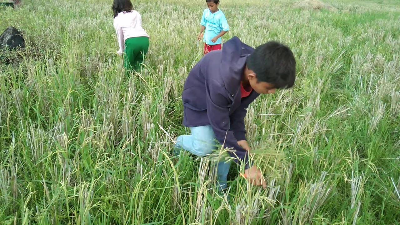 HARVESTING PALAY - YouTube
