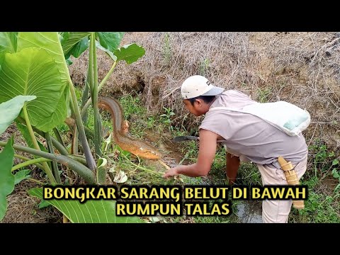 BELUT BABON SEKELUARGA BERSARANG DI AKAR TALAS HUTAN. - YouTube
