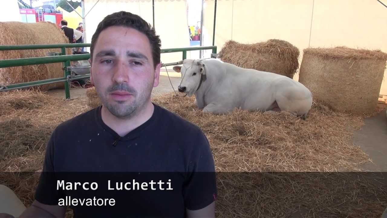 Intervista all'allevatore Marco Luchetti - YouTube