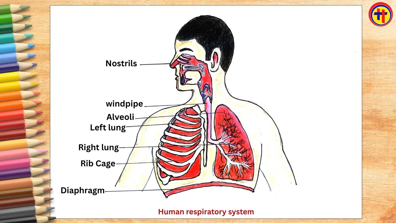 Human Respiratory System Color Drawing | Labeled Respiratory System ...