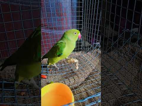 #parrottalking #Natik