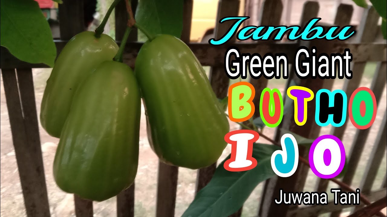 Buah perdana jambu Green Giant ( Butho Ijo ) buahnya jumbo dan manis ...