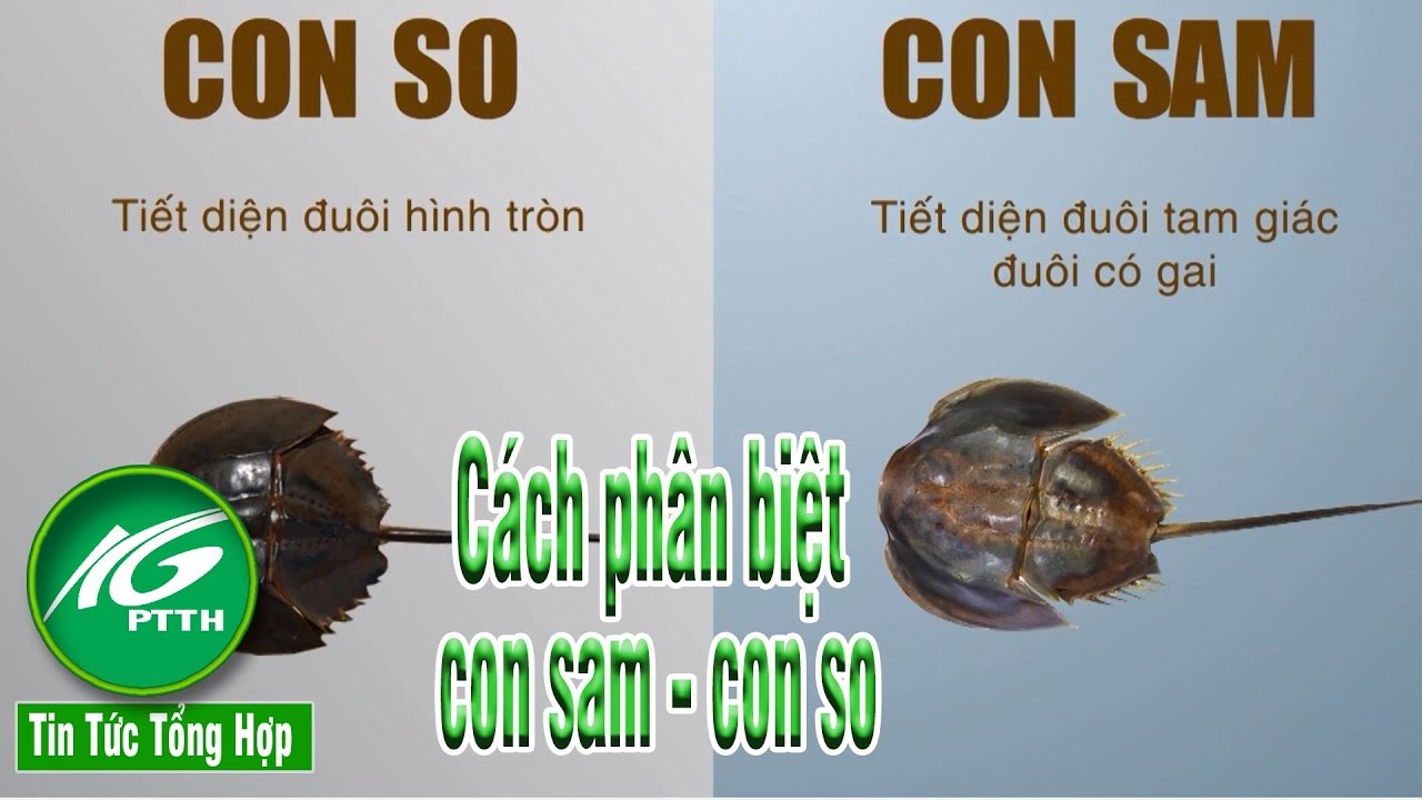 Tin tức tổng hợp l Cách phân biệt con sam - con so l THKG - YouTube