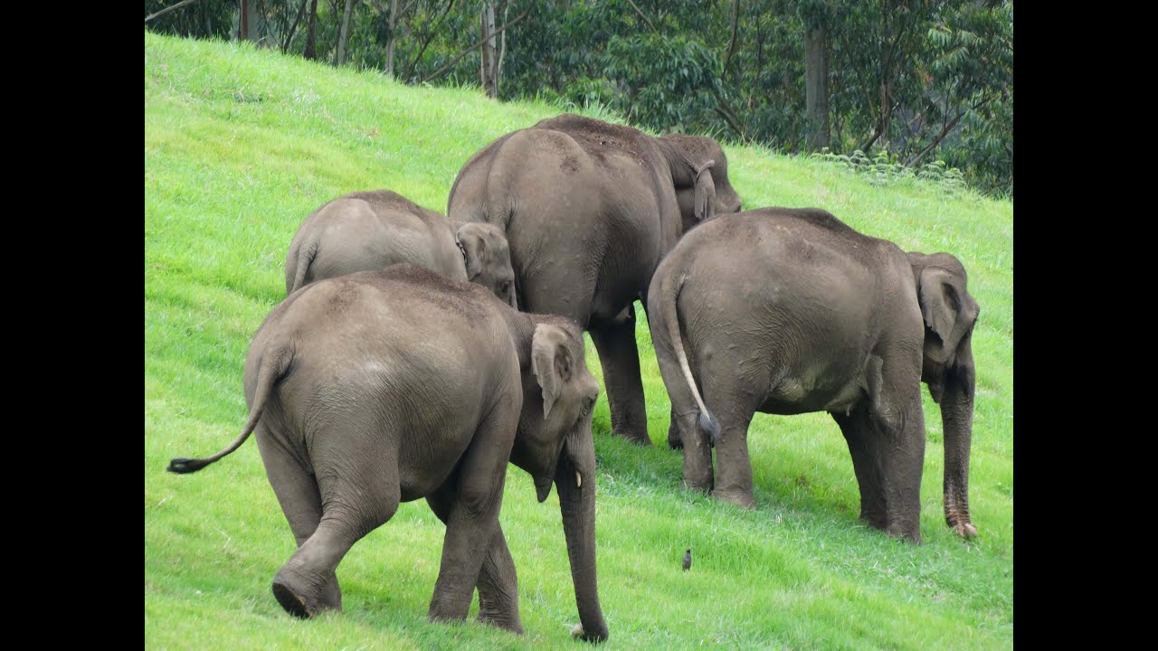Wild elephants of Munnar, Kerala - YouTube