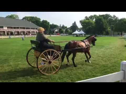 Sashay - Reinsmanship Pattern - Columbus Carriage Fest 2018 - YouTube