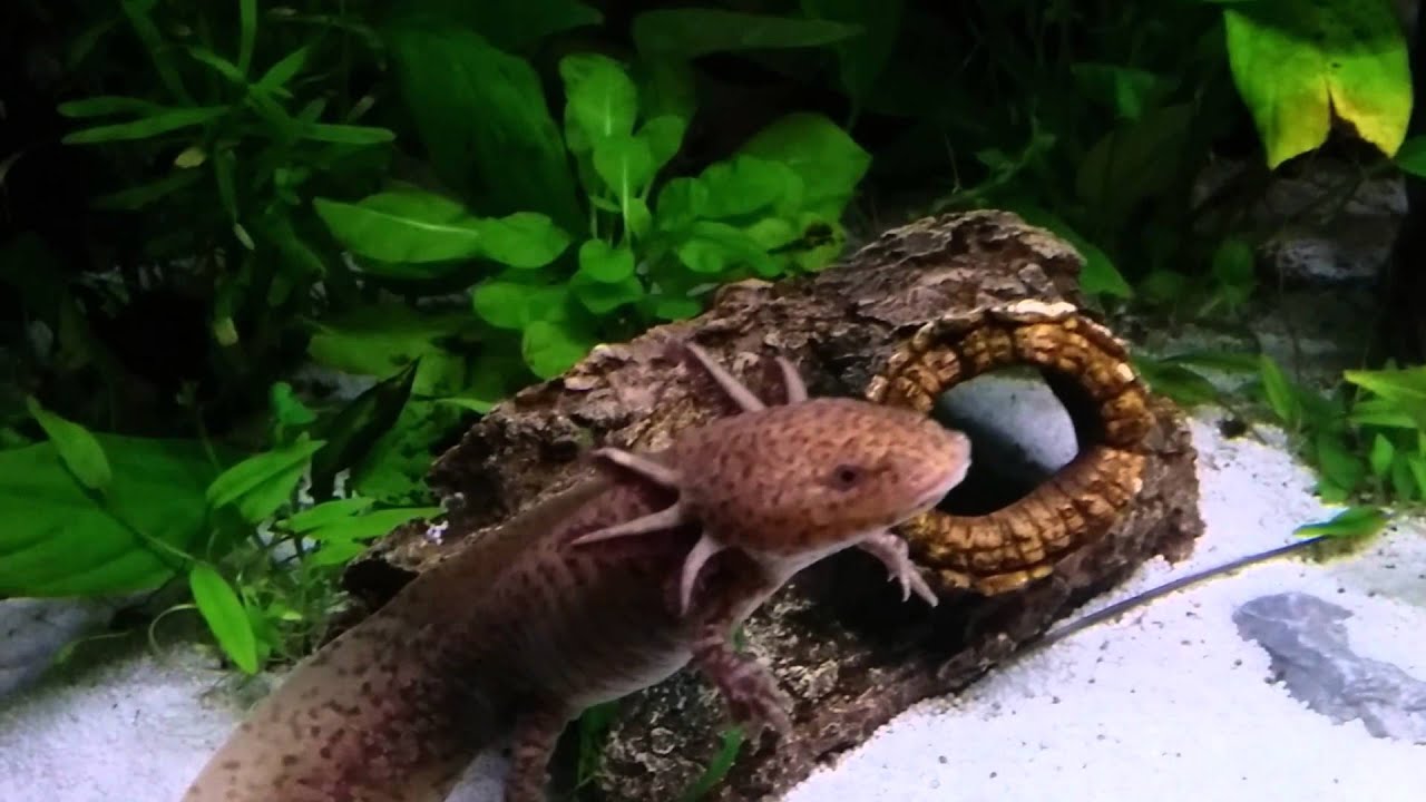 Axolotl "hunting" - YouTube
