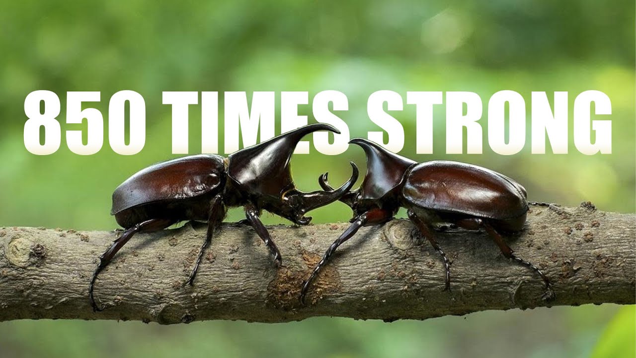 TOP 6 STRONGEST INSECTS IN THE WORLD - YouTube