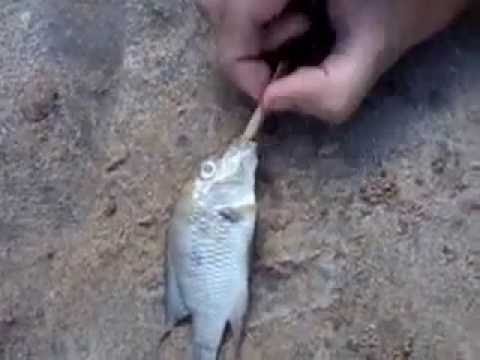 Peixe boqueteiro - YouTube