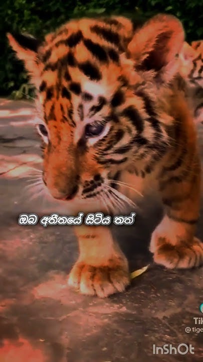 මේක නම් බලන්නමඕනේ එකක් Youtubeshorts Srilanka Viral Motivation 1k Success Youtube
