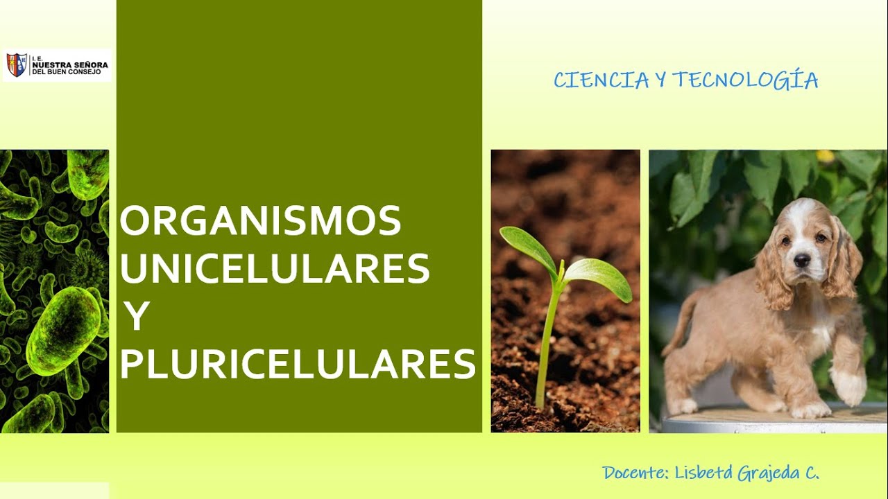 Qual A Diferença Entre Unicelulares E Pluricelulares