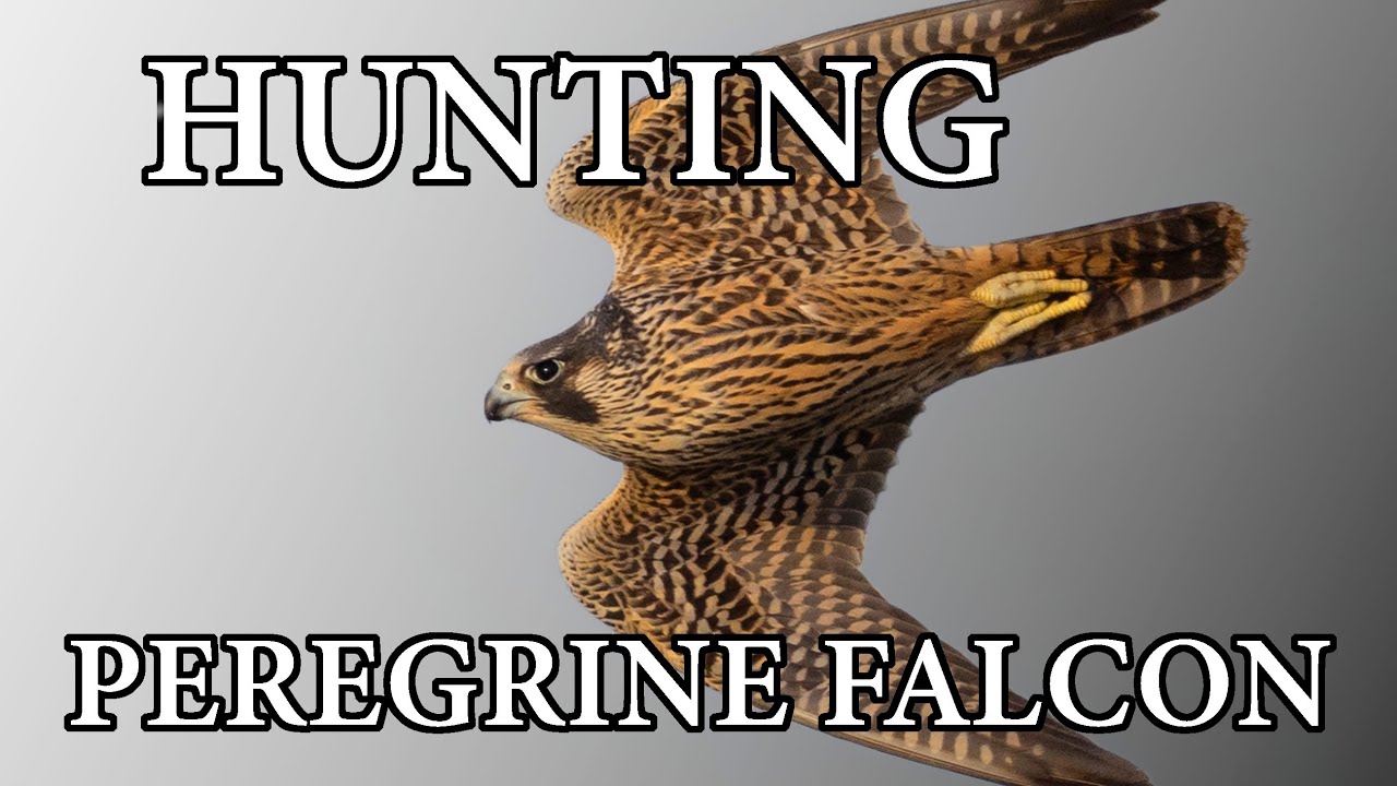 Peregrine Falcon Hunting Technique Peregrine Falcon Hunting Technique