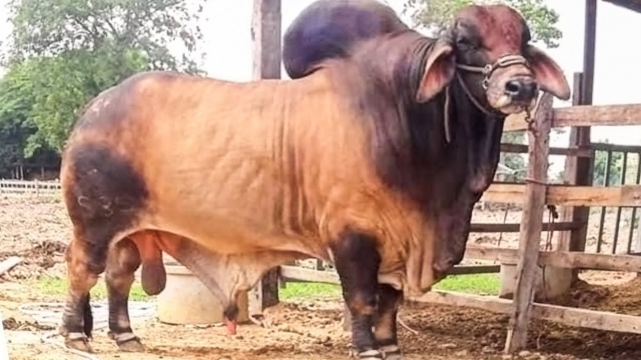 Huge Red Brahman bulls from Thailand - YouTube