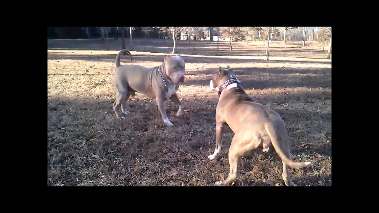 KING LEONIDUS MEETS NALA; XL RIPPED MUGLESTON'S FEMALE WITH SUPER ...