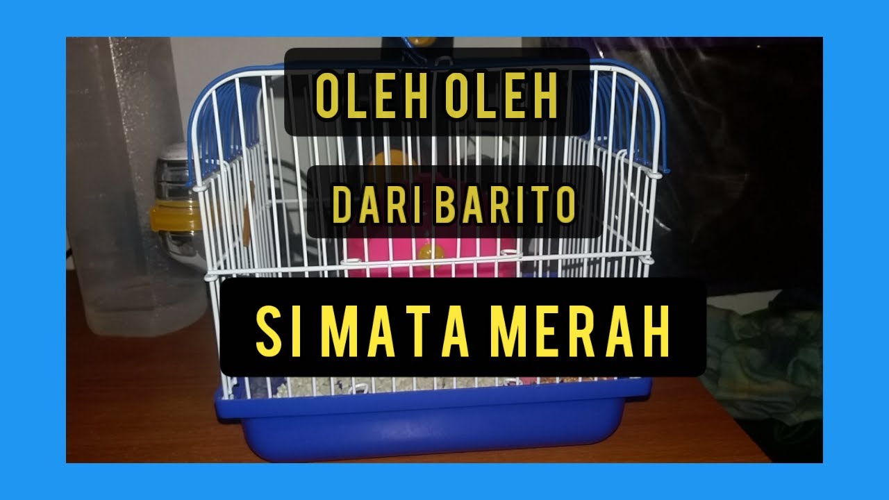hamster mata merah - YouTube
