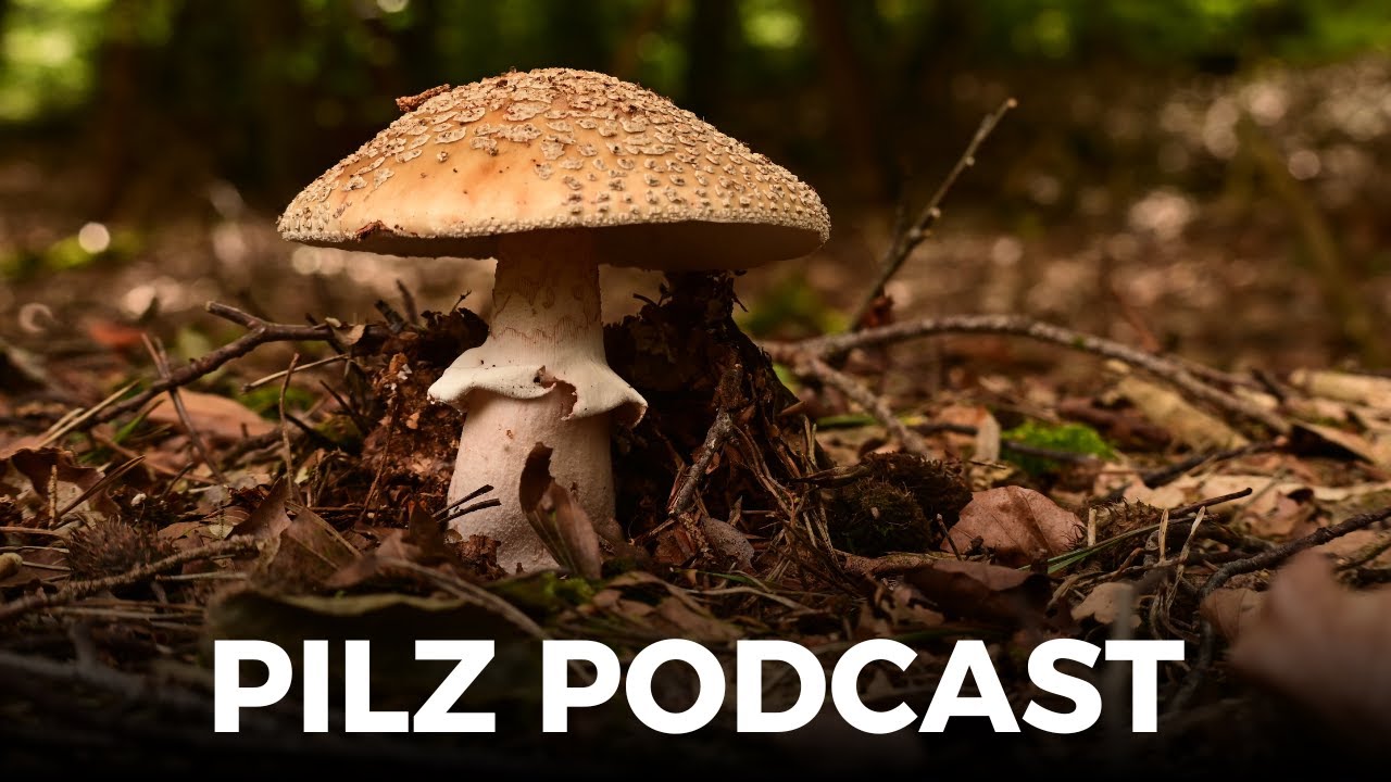 Pilz Podcast Live Folge 85 - YouTube