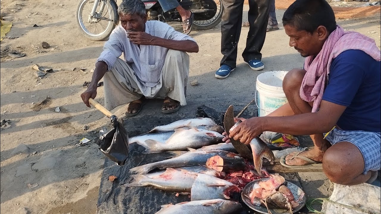 Karai fish 120 rupees per kg @fishingfreaks @kp-store168 - YouTube