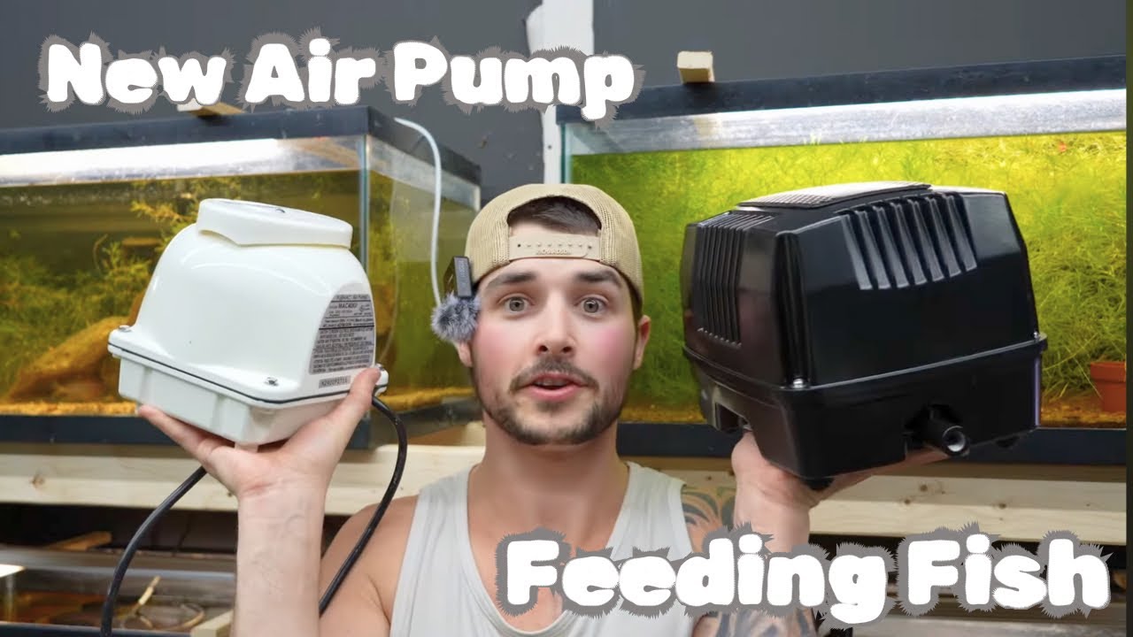 New Air Pump Install & Feeding the Fish Room - YouTube