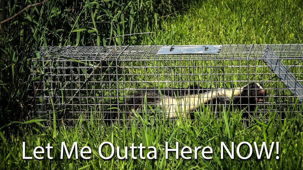 Skunk In a LIVE Trap, How to release a skunk unharmed and without ...
