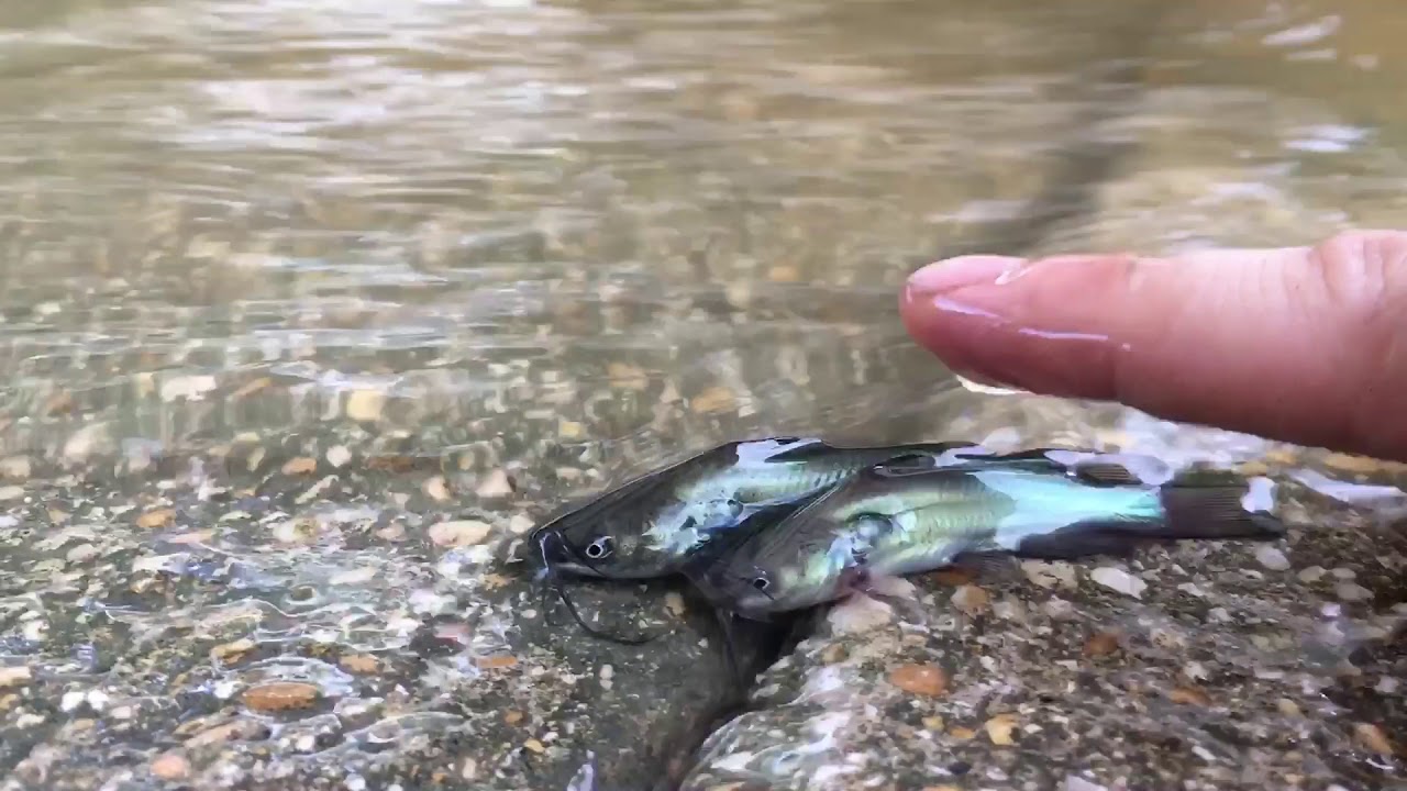 Catfish are so cute. - YouTube