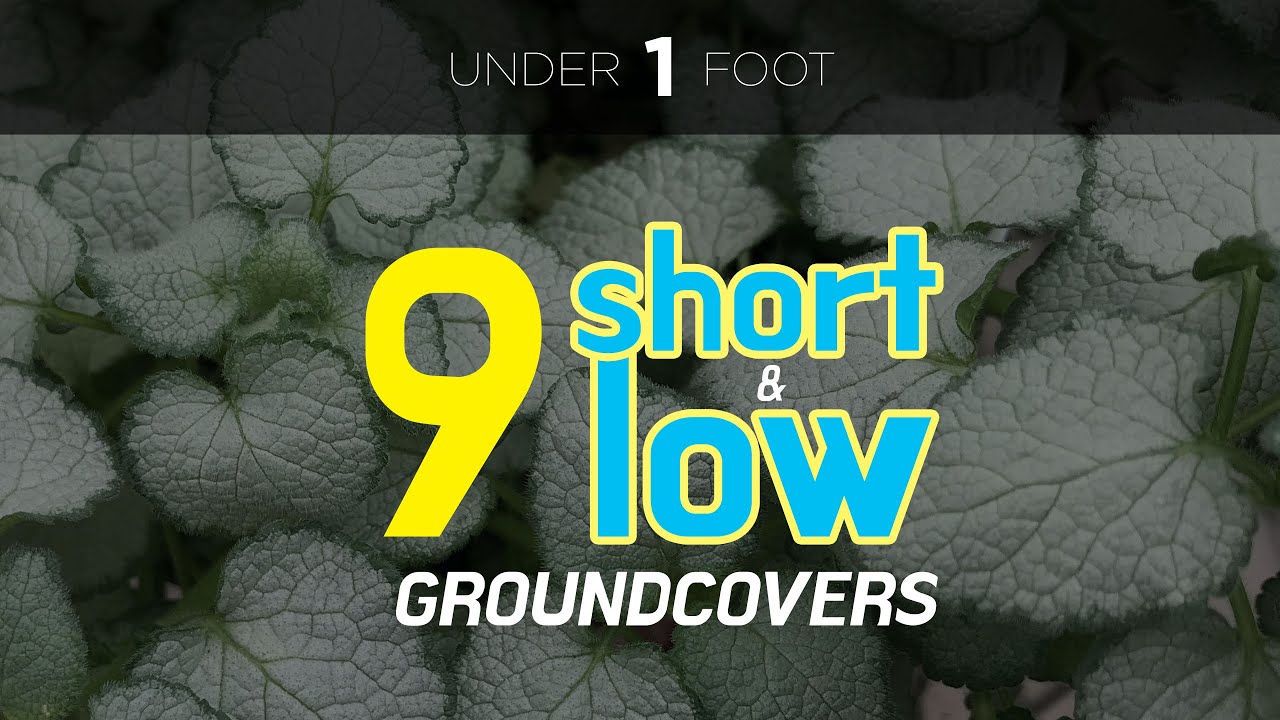 9 Short & Low (under 1 Foot) Ground Cover Plants - YouTube