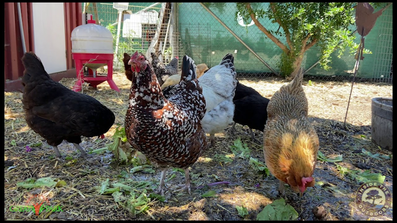 Let's Learn About Chickens - YouTube