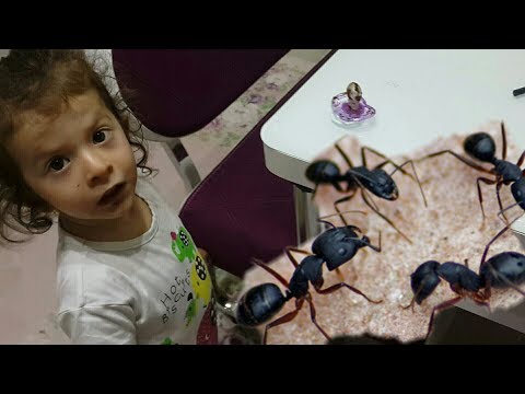 Emziği Böcekler Yemiş, Emzik Bırakma, Fun Kid Video, Eğlenceli çocuk videoları, #funnykids #funnykid