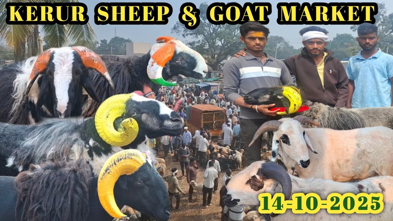 ಕೆರೂರ್ ಕುರಿ ಮತ್ತು ಮೇಕೆ ಮಾರುಕಟ್ಟೆ | Every Tuesday morning | Tagaru ...