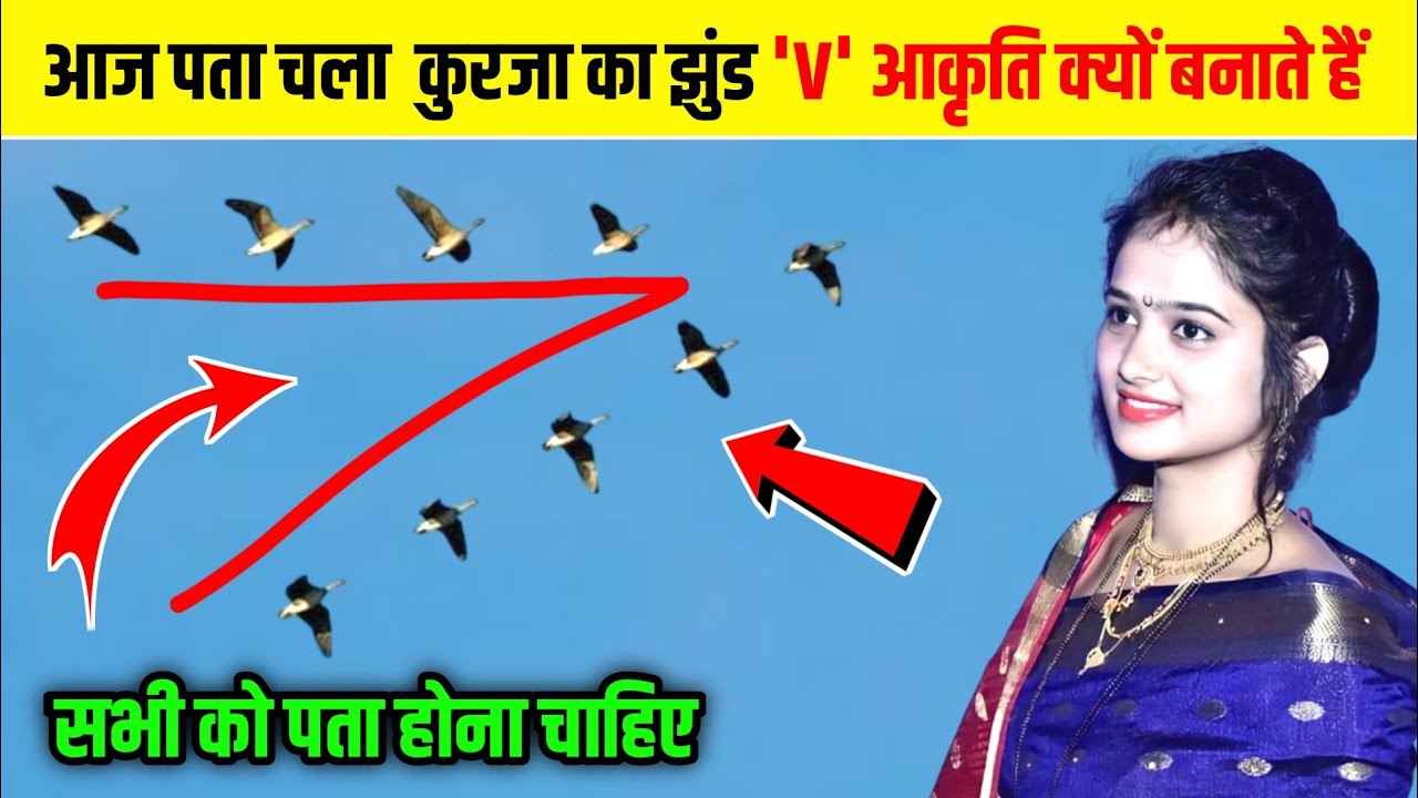 आज पता चला कुरजा का झुंड आसमान में 'V' आकृति क्यों बनाते हैं | Kurja ...