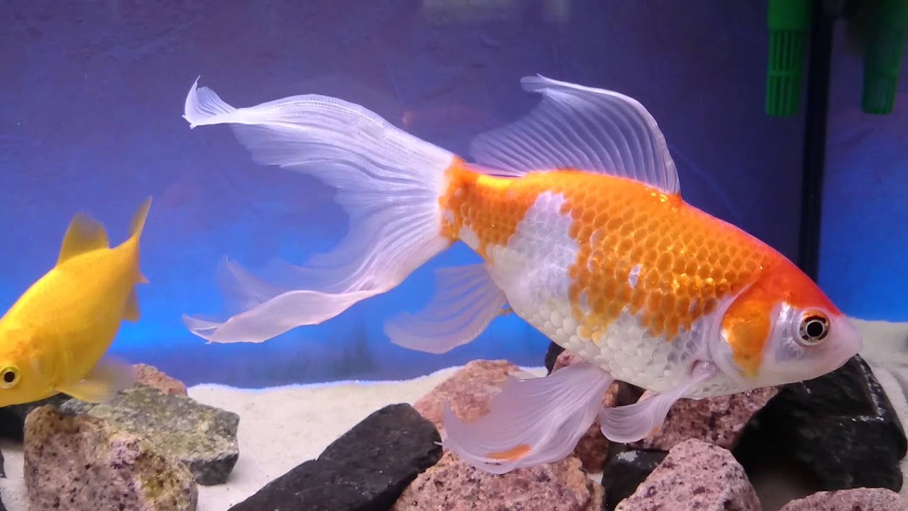 Poisson rouge - YouTube