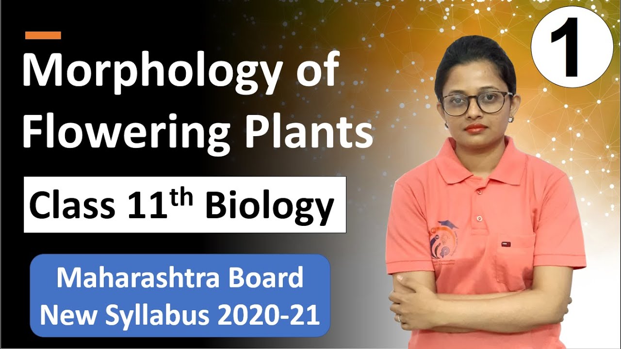 Morphology of Flowering Plants Class 11th Biology Part 1 - YouTube