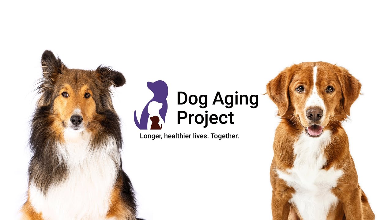 Dog Aging Project Pack Appreciation Event - YouTube