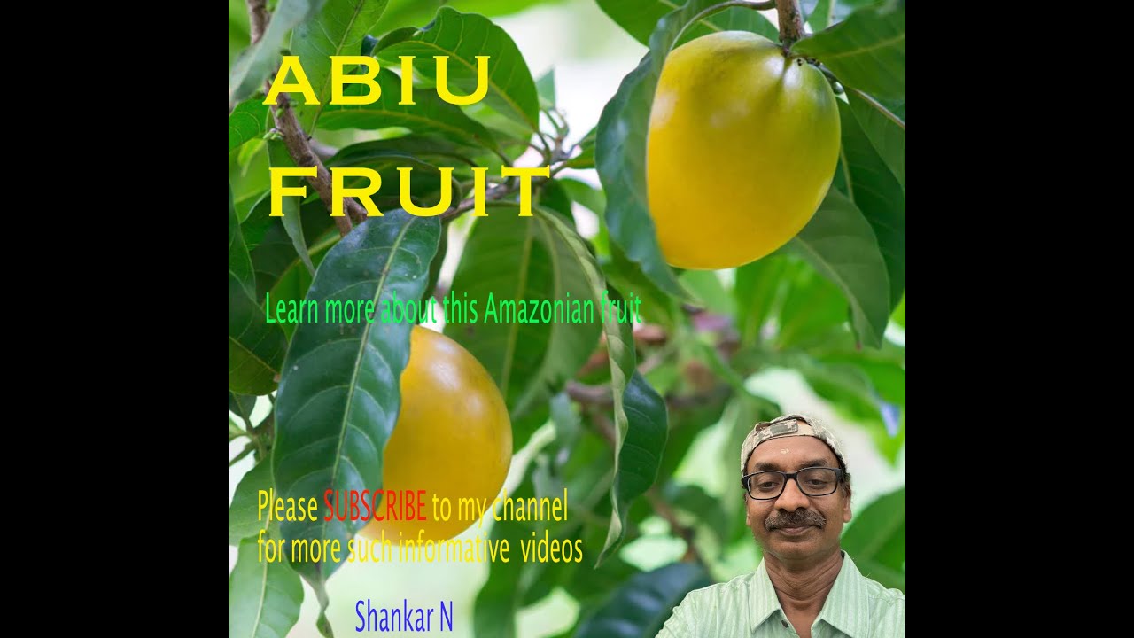 Abiu fruit, a native of Amazon, South America. - YouTube